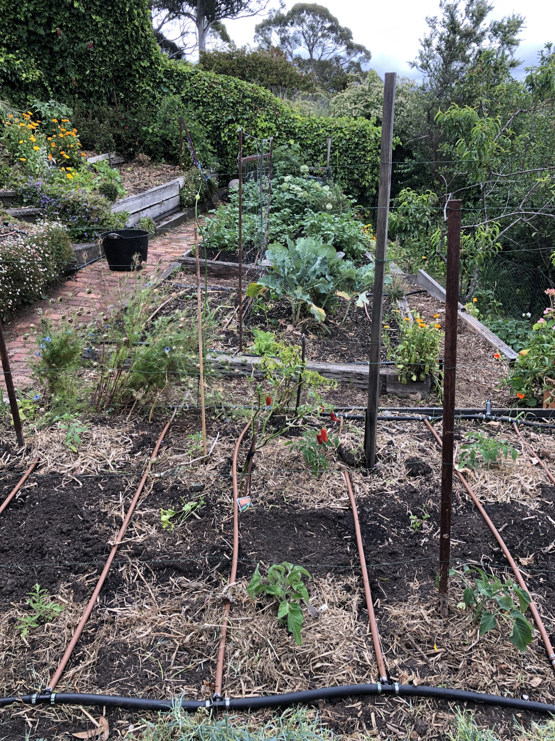 Bandicoot Gardening – Hobart Gardening Service